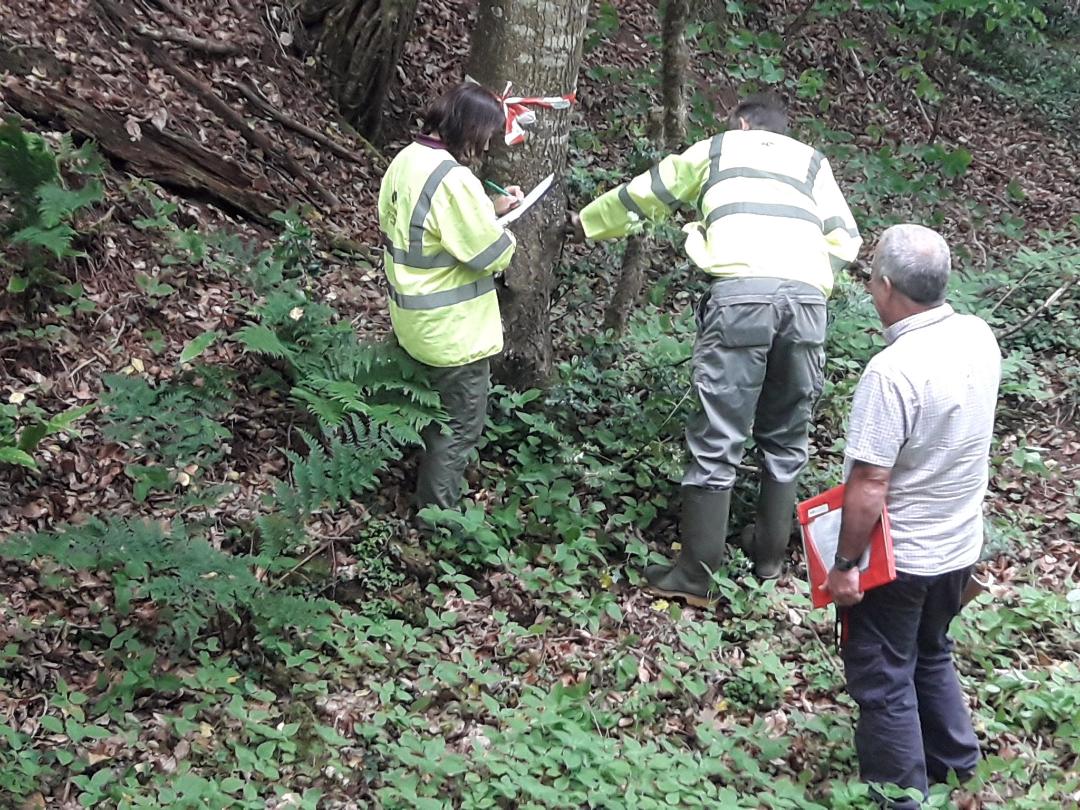 Woodland Trust - Ambler-Lewis Tree Specialists Ltd